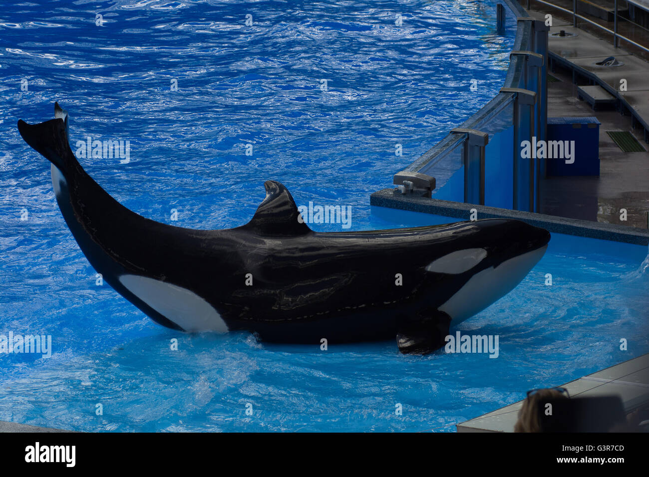 Blackfish sea world hi-res stock photography and images - Alamy