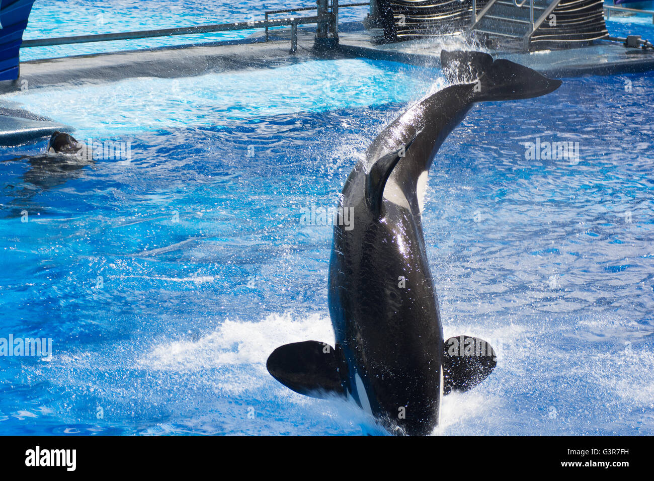 Tilikum the killer whale hi-res stock photography and images - Alamy