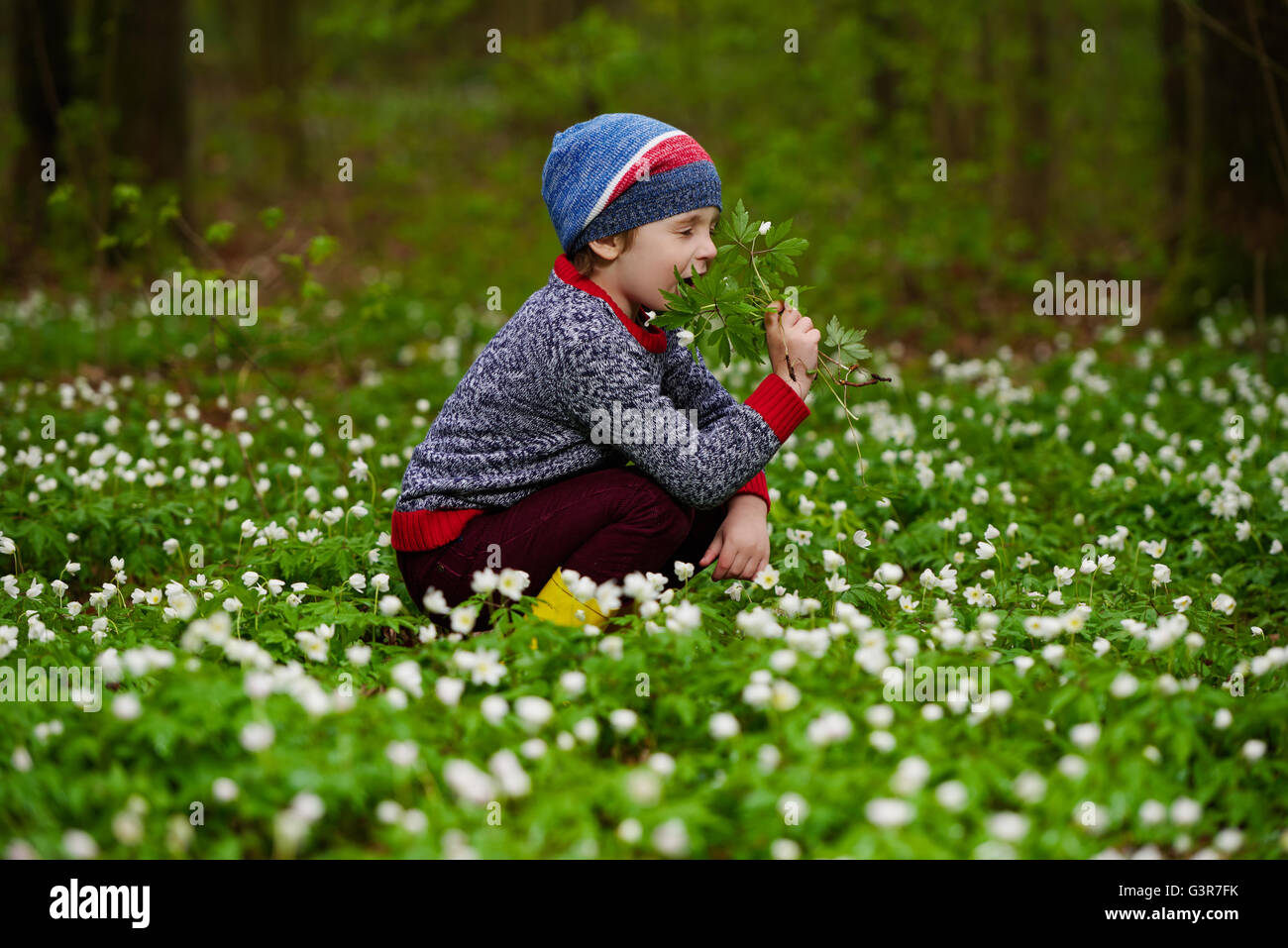 little boy in spring forest with many flowers Stock Photo - Alamy