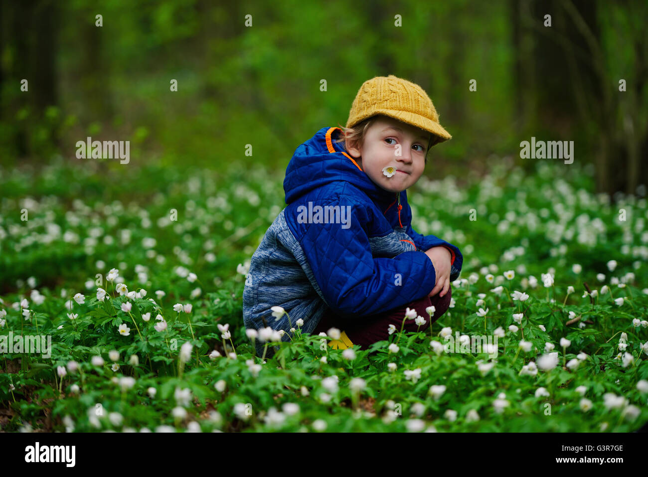 little boy in spring forest with many flowers Stock Photo - Alamy