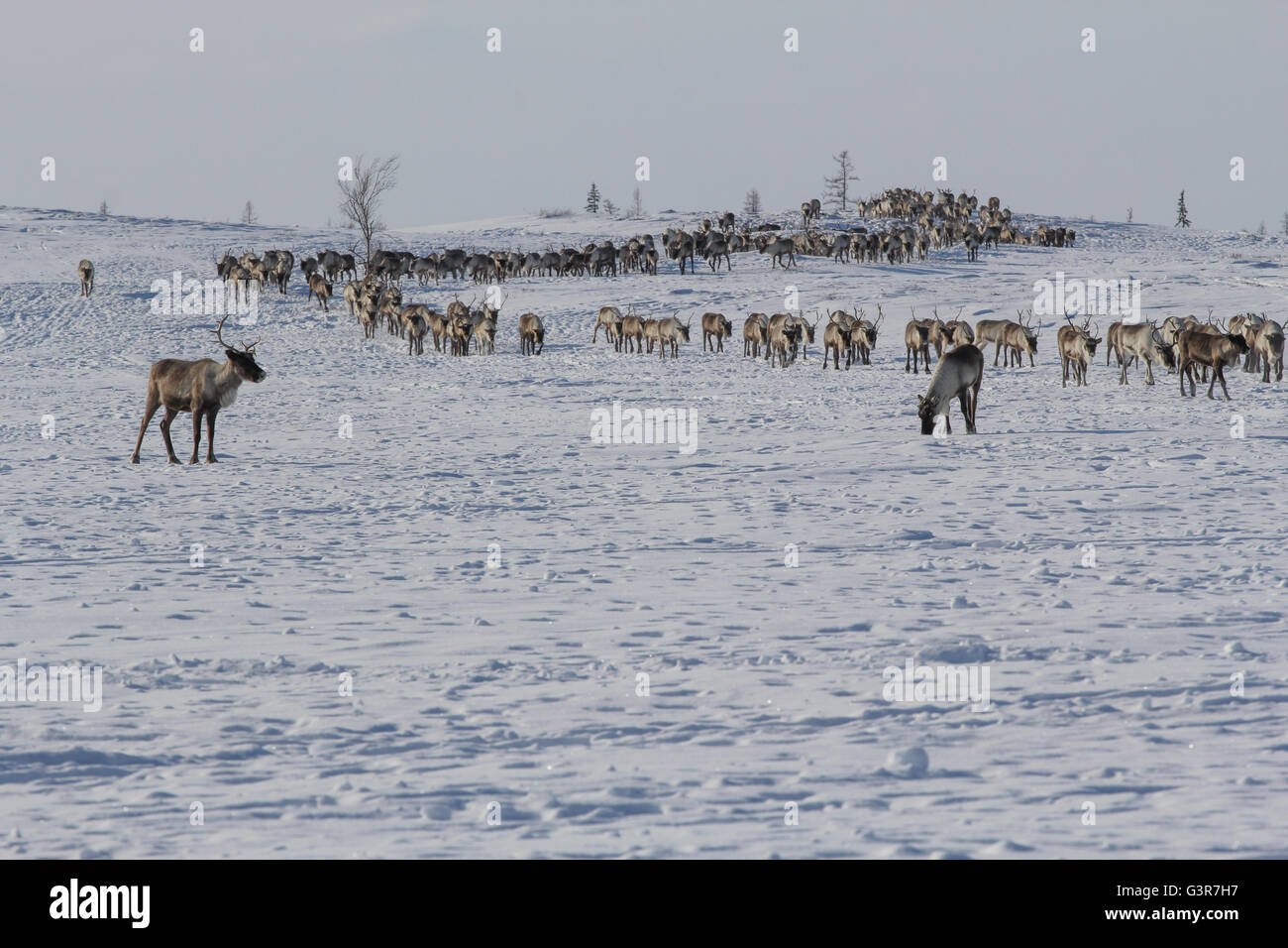 A herd of deer is to place new settlements. The Yamal Peninsula Stock ...