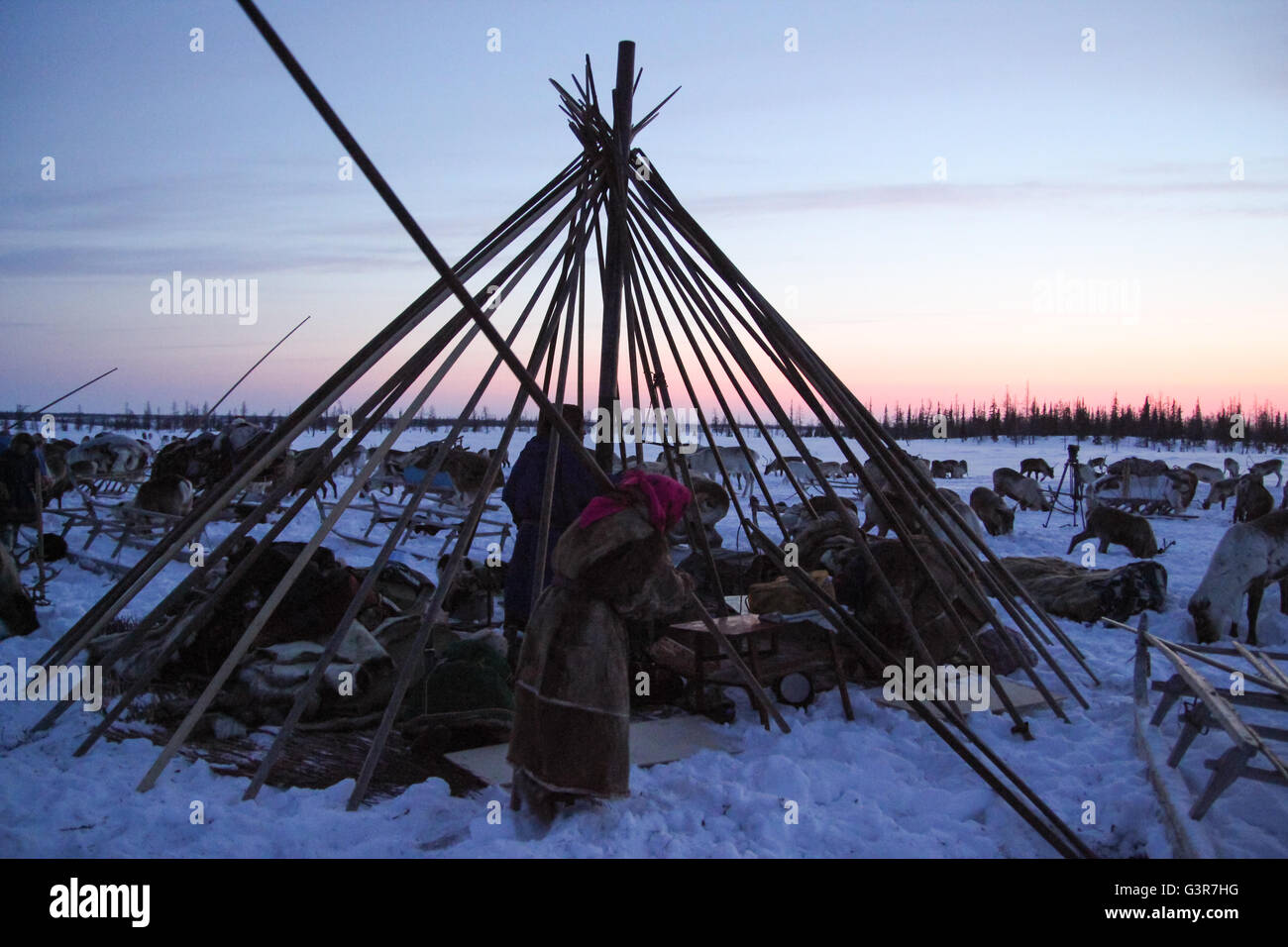 Nenets reindeer herders install chum in place of a new nomad camp. The ...
