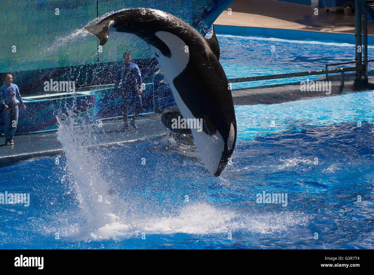 Tilikum hi-res stock photography and images - Alamy