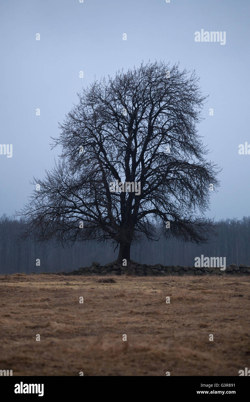 Tree on field hi-res stock photography and images - Alamy