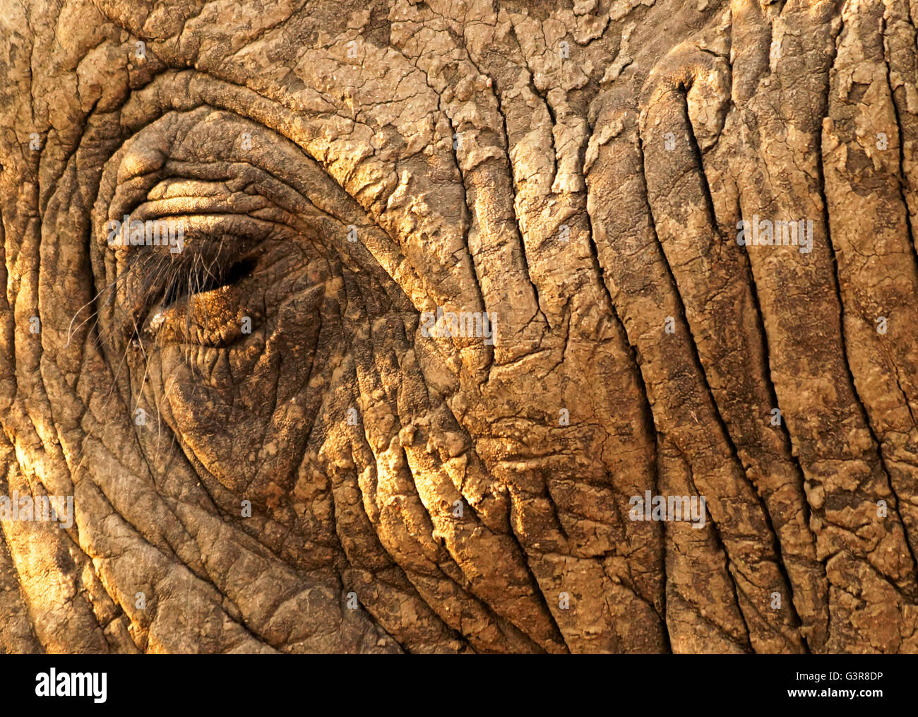Elephants Eye Stock Photos & Elephants Eye Stock Images - Alamy