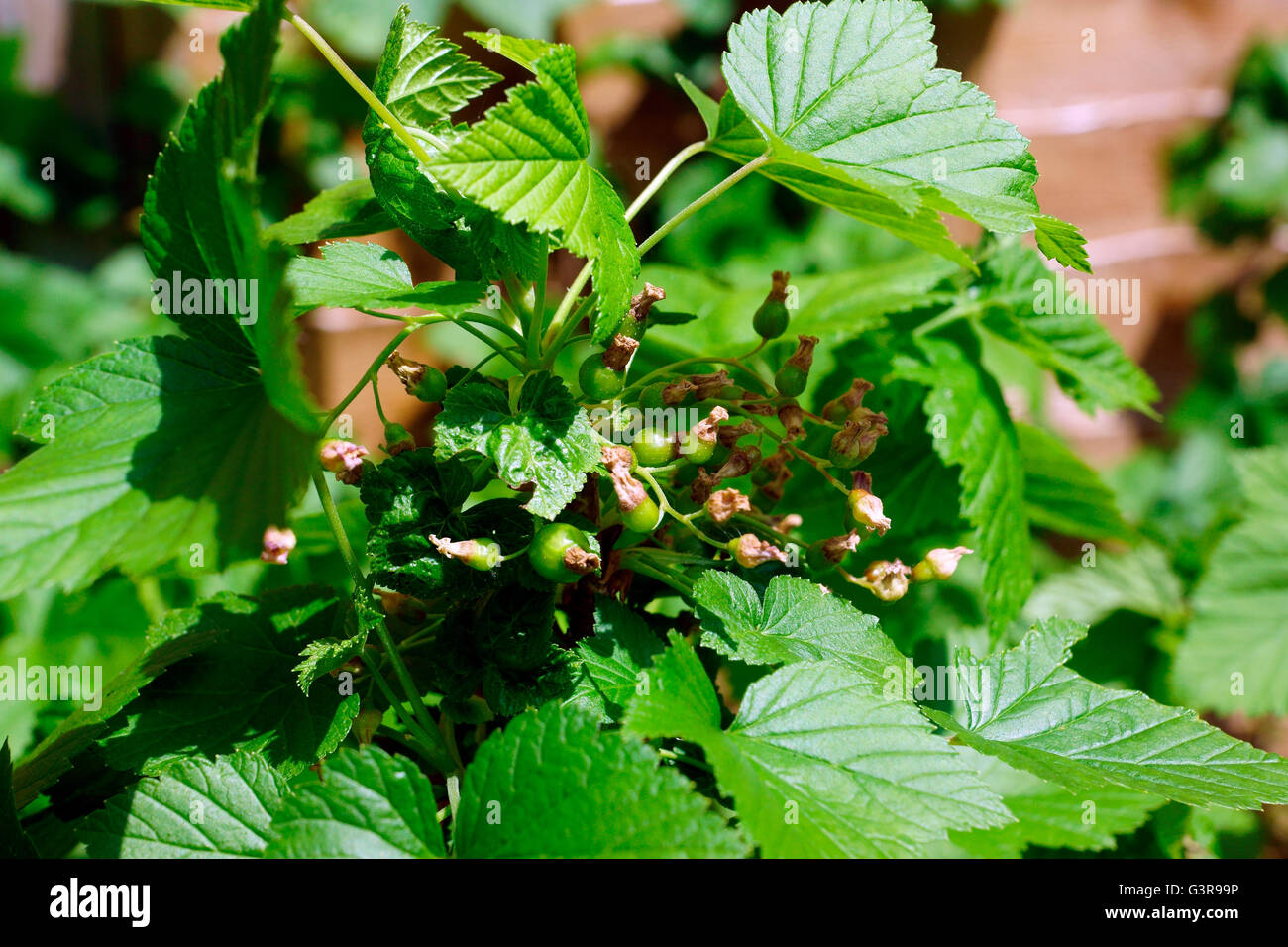 Blackcurrant seed oil hi-res stock photography and images - Alamy