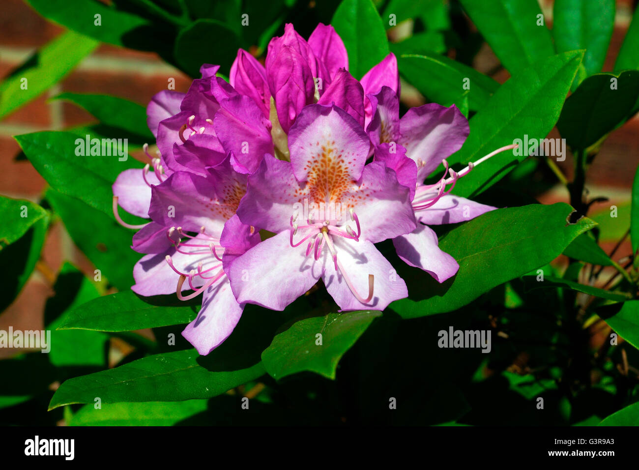 Yellow dwarf azalea hi-res stock photography and images - Alamy