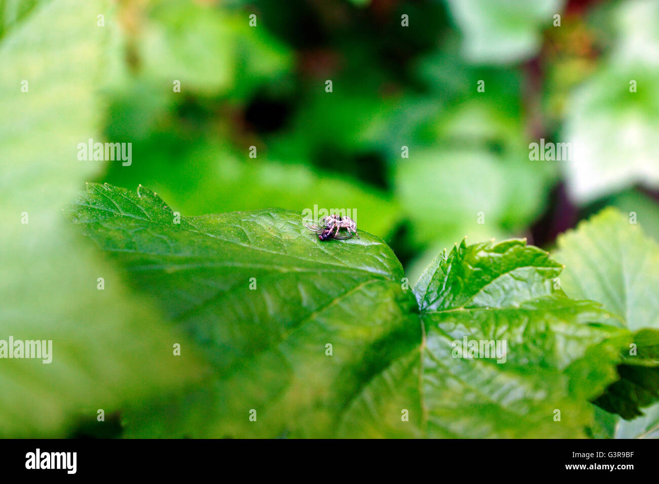 Garden Cross Spider Eggs High Resolution Stock Photography and Images ...