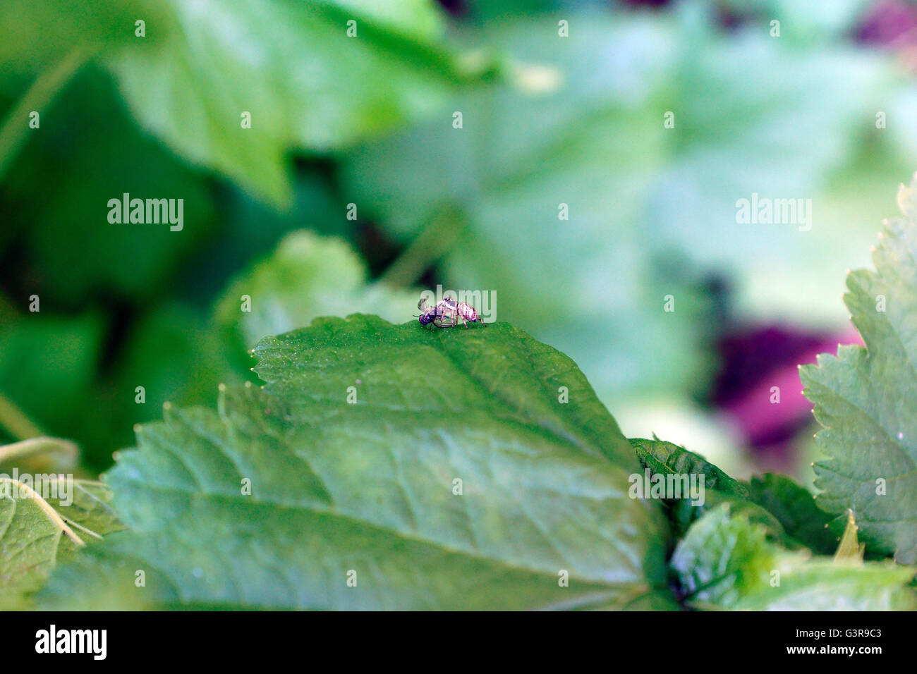 Man killing spider hi-res stock photography and images - Alamy