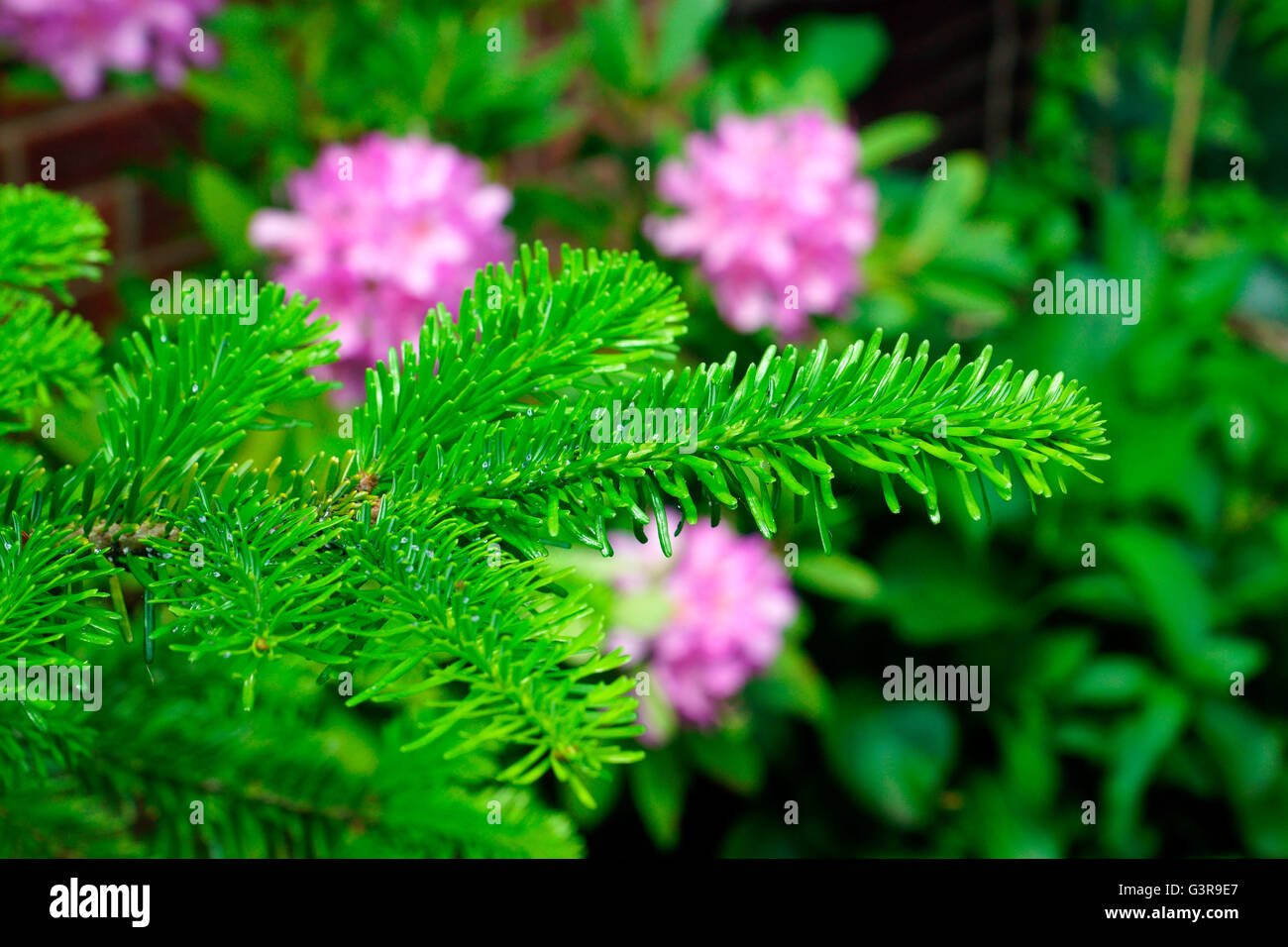 Coniferophyta High Resolution Stock Photography and Images - Alamy