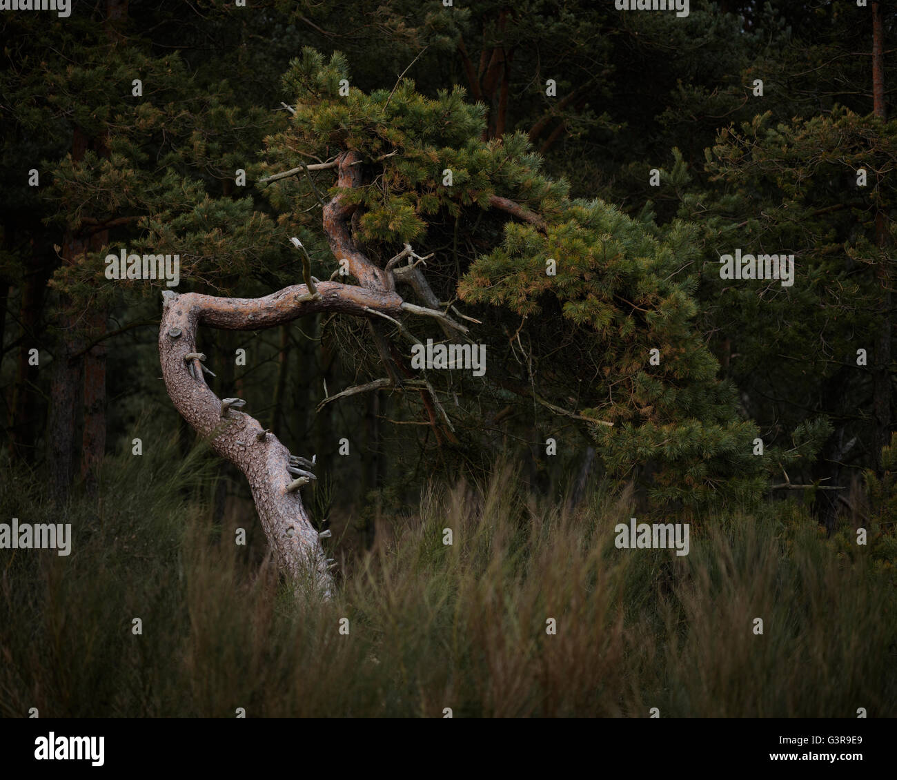 Sweden, Skane, Malmo, Twisted coniferous tree against forest Stock ...