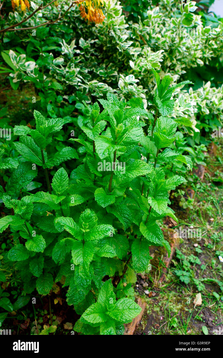 MINT. ADD TO BOILED POTATOES Stock Photo - Alamy