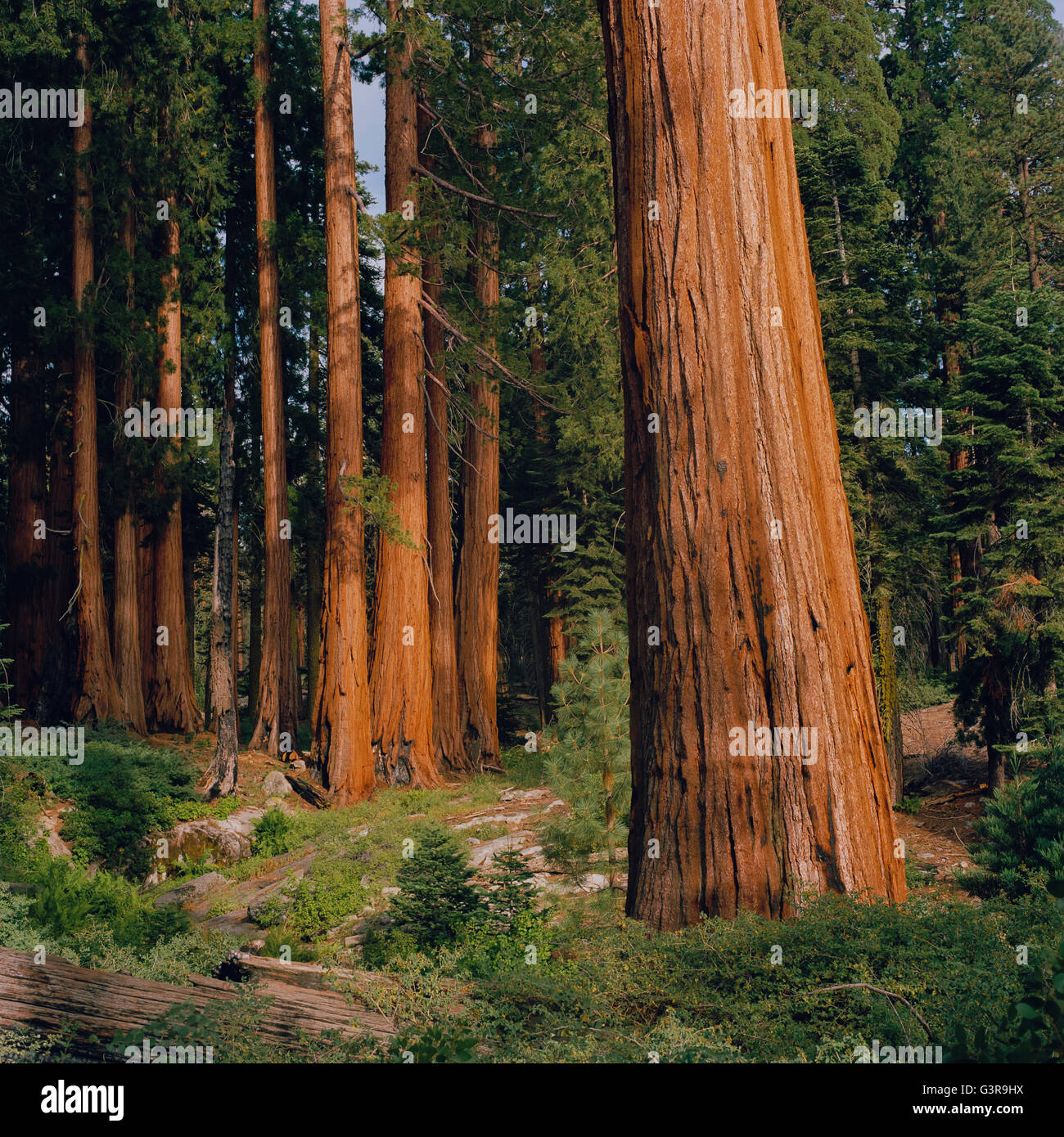 Sequoia forest hi-res stock photography and images - Alamy