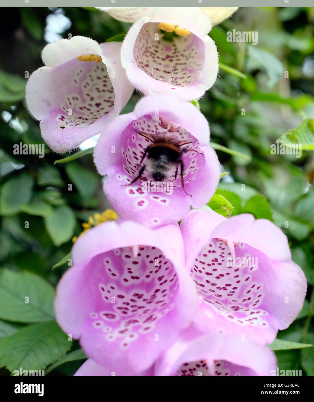 Bee gathering nectar inside of Foxglove,digitalis flower Stock Photo ...