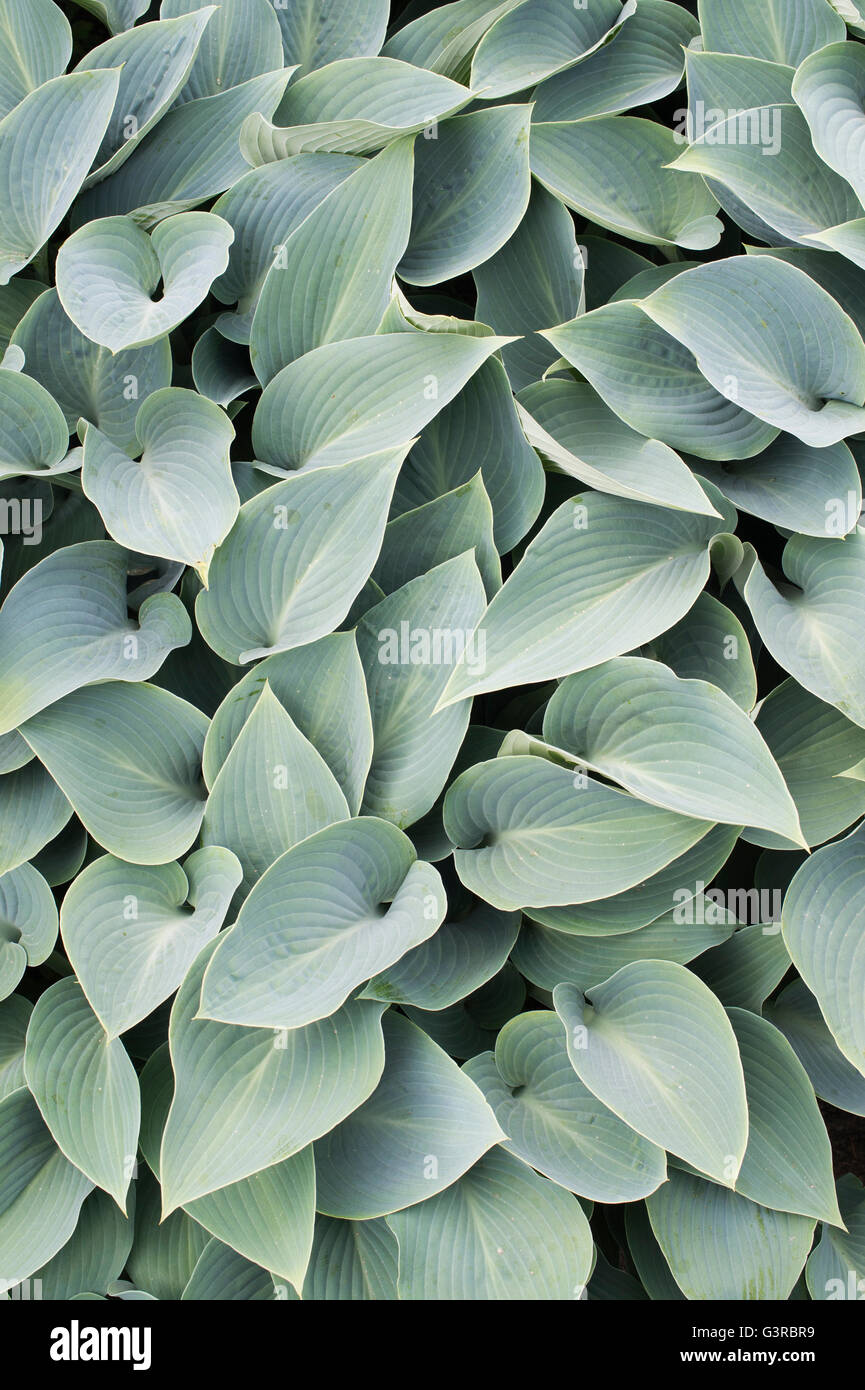 Hosta Halcyon leaves pattern Stock Photo - Alamy