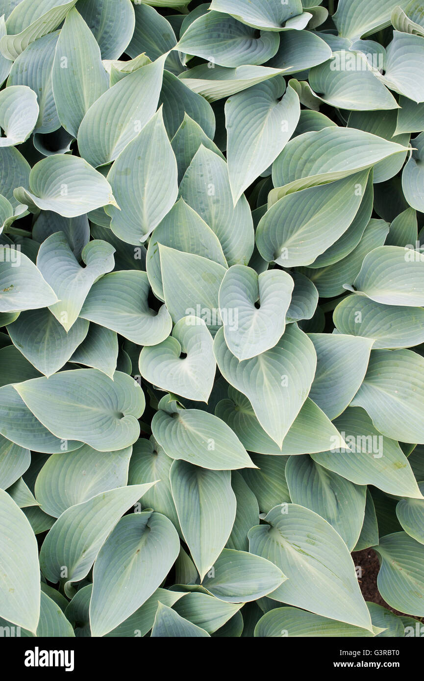 Hosta Halcyon leaves pattern Stock Photo - Alamy