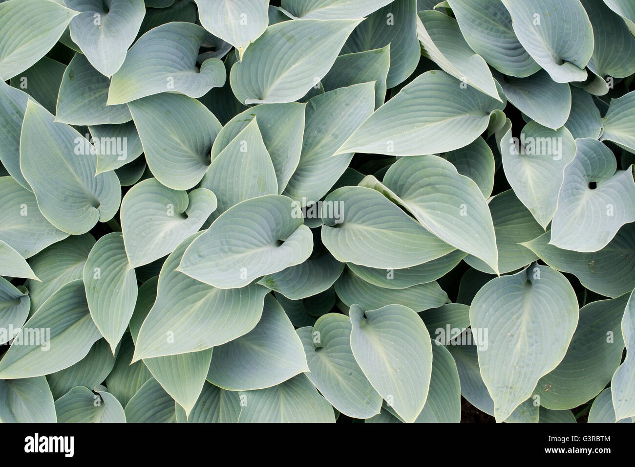 Hosta Halcyon leaves pattern Stock Photo - Alamy