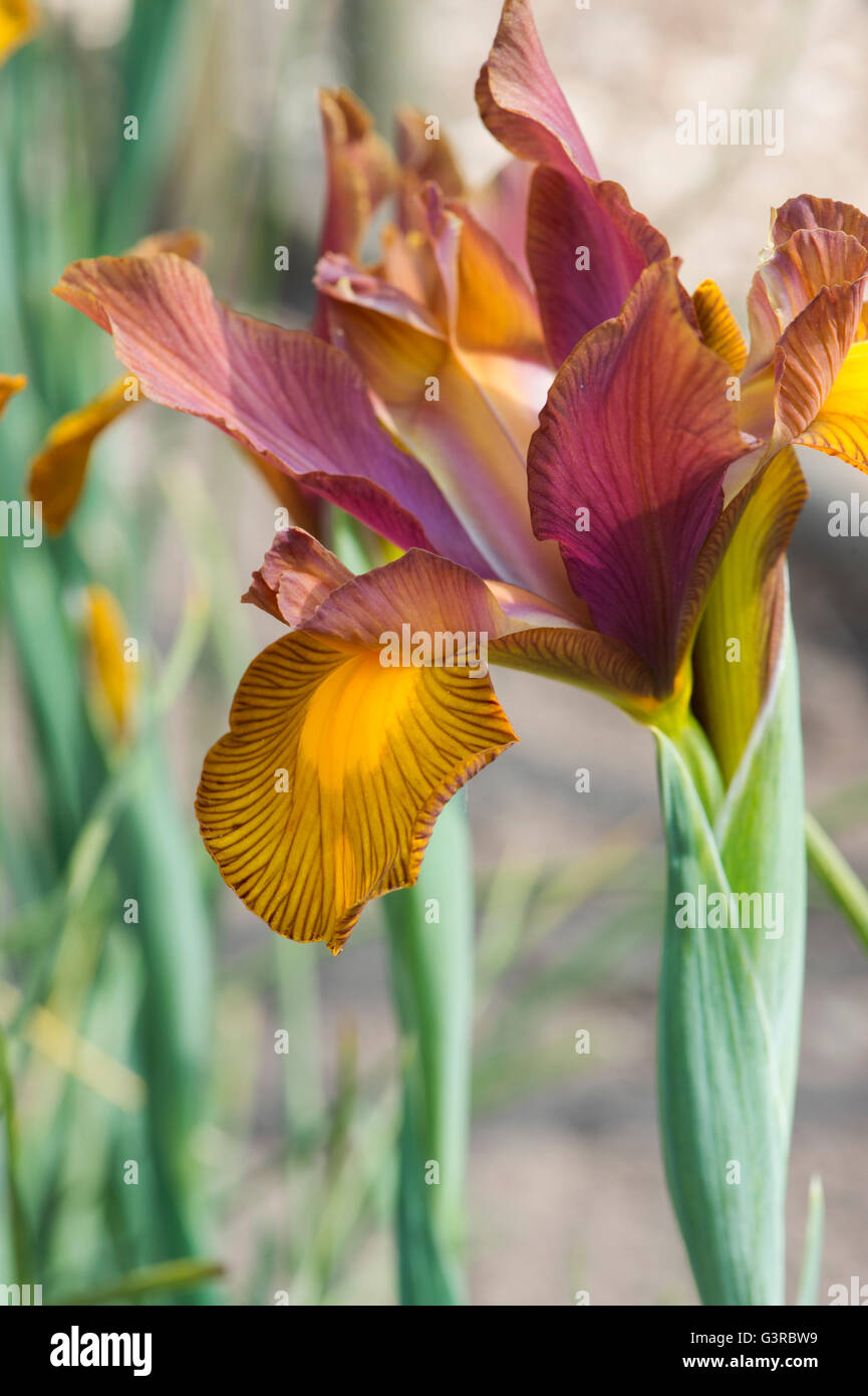 Dutch Iris. Iris Hollandica ‘Lion King’ Stock Photo - Alamy