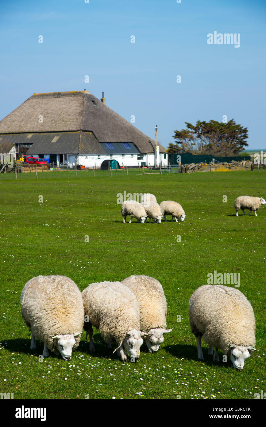 Texel breed of sheep hi-res stock photography and images - Alamy
