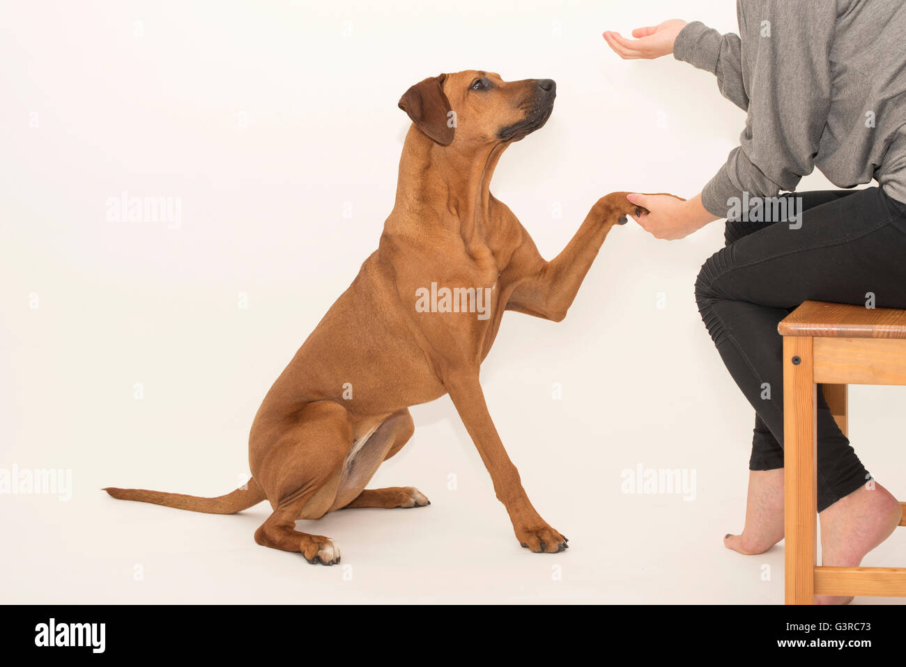Rhodesian ridgeback puppy giving its paw to owner during training ...