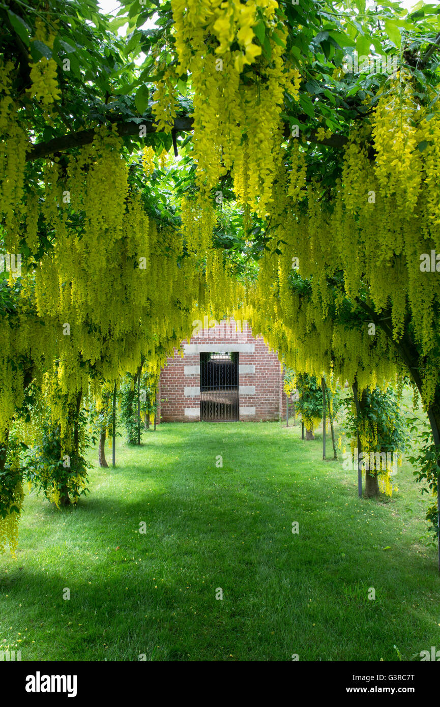 Laburnum archway hi-res stock photography and images - Alamy