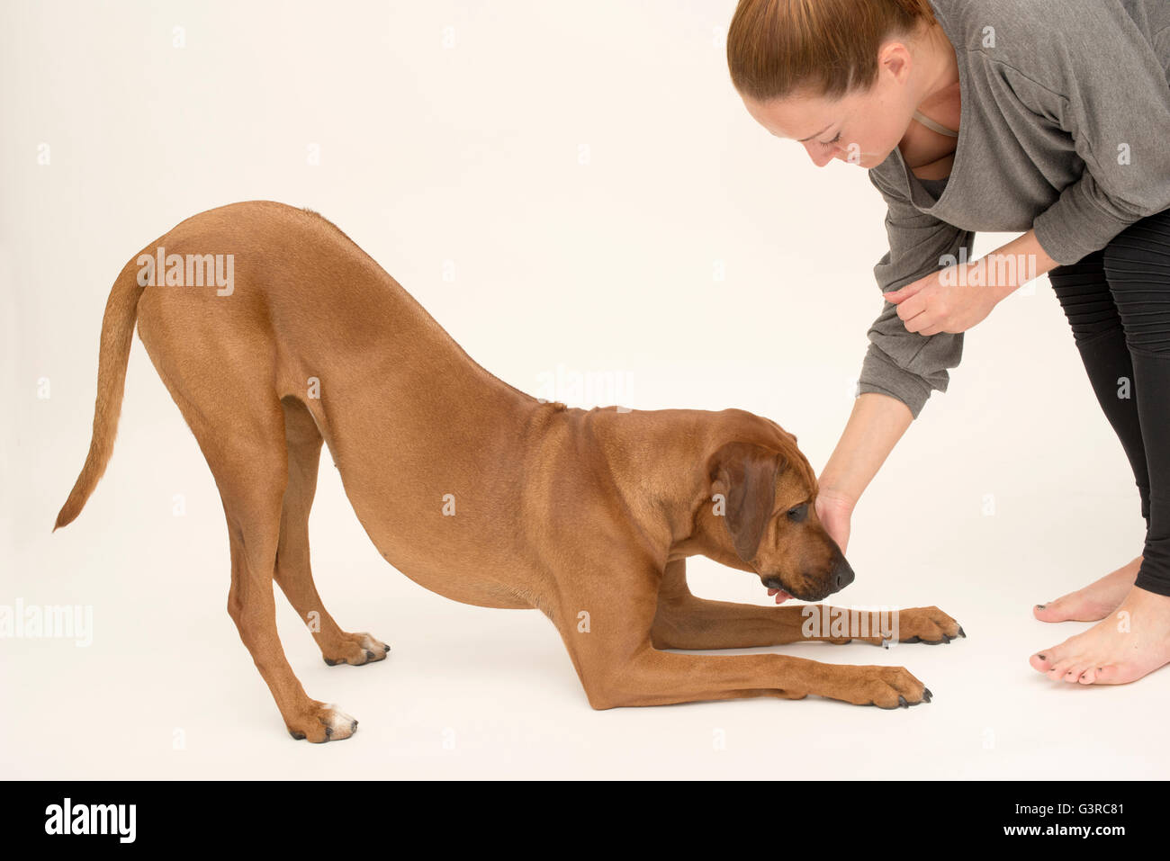 rhodesian ridgeback puppy in bow pose getting treat from owner during ...