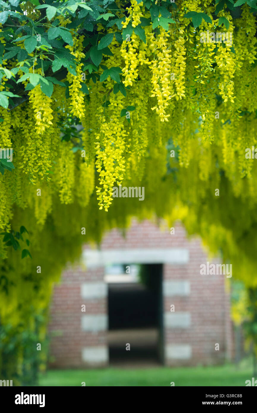 Laburnum x watereri 'Vossii'. Laburnum archway at Broughton Grange ...