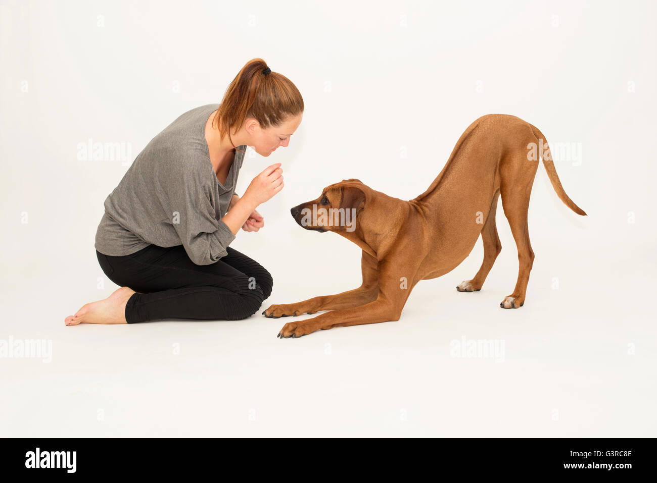 rhodesian ridgeback pup & owner during training bow pose studio plain ...