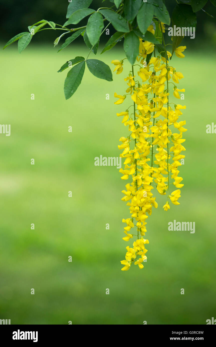 Laburnum x watereri 'Vossii'. Laburnum arched tunnel at Broughton ...