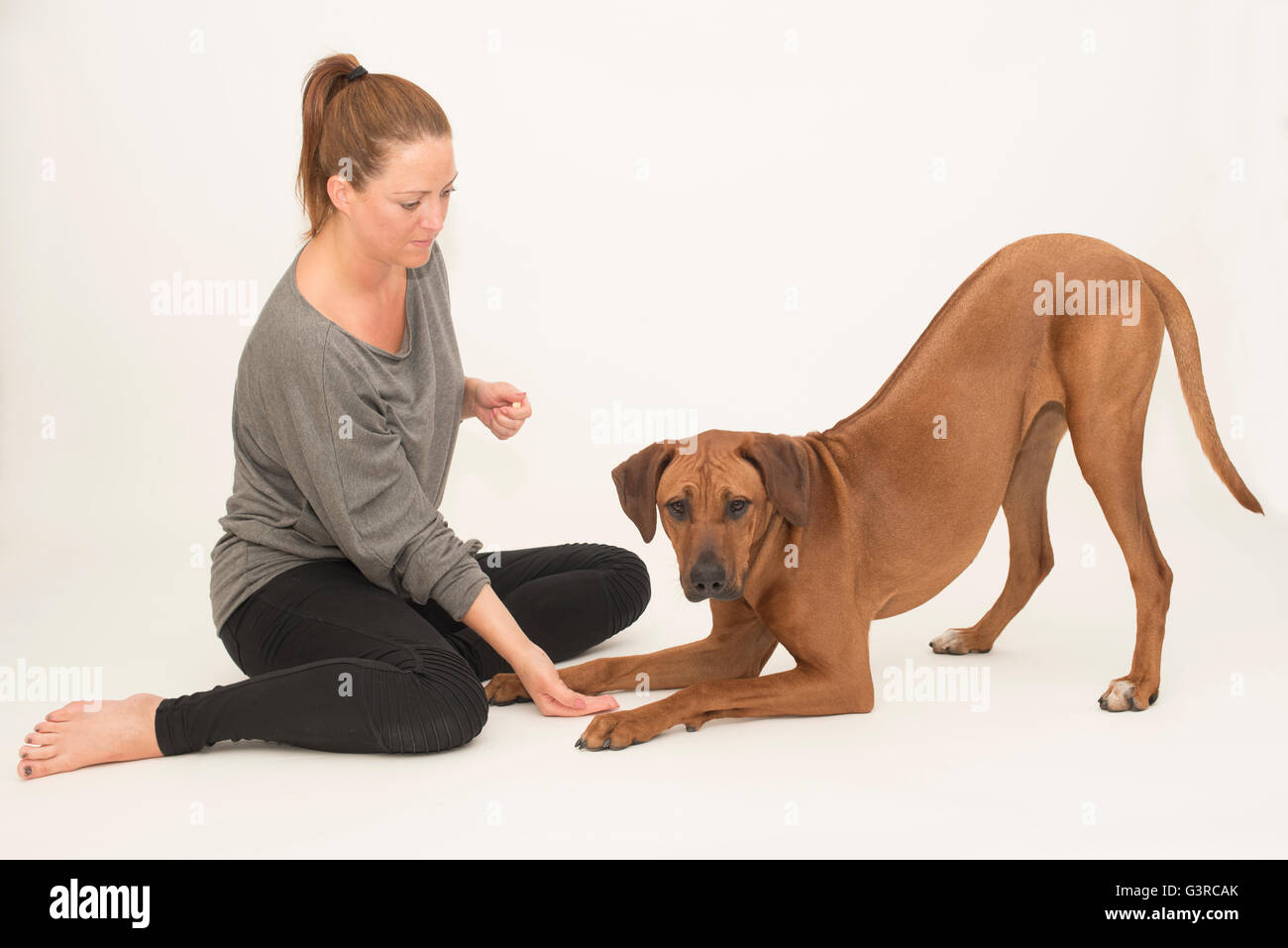 rhodesian ridgeback puppy looking towards camera as owner offers treats ...