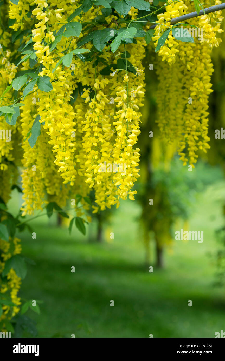 Laburnum x watereri 'Vossii'. Laburnum arched tunnel at Broughton ...