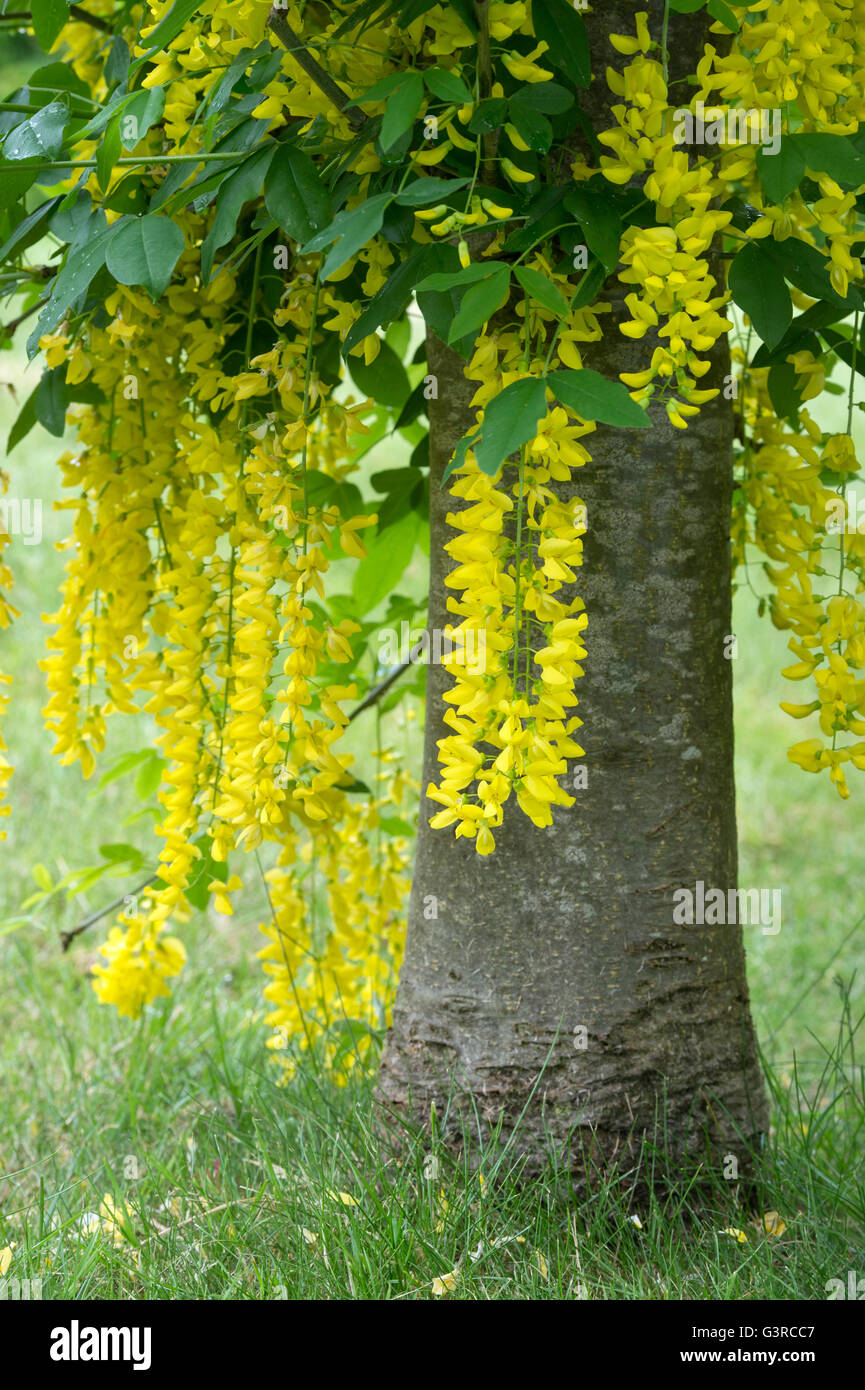 Laburnum x watereri 'Vossii'. Laburnum arched tunnel at Broughton ...