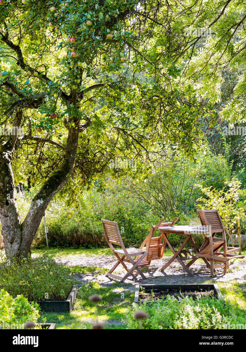 Empty wooden table chairs under tree hi-res stock photography and ...