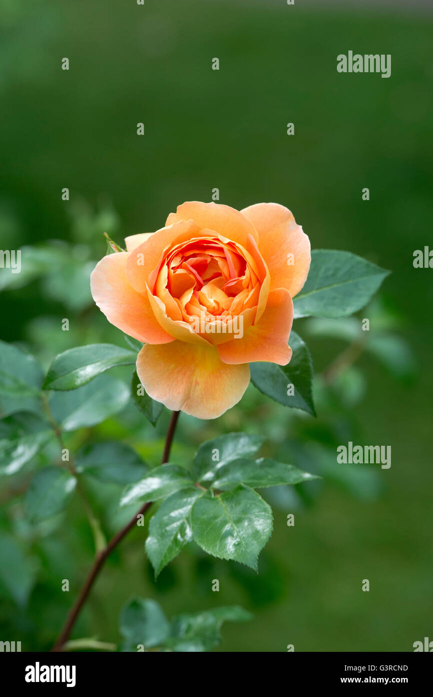 David austin rose hi-res stock photography and images - Alamy