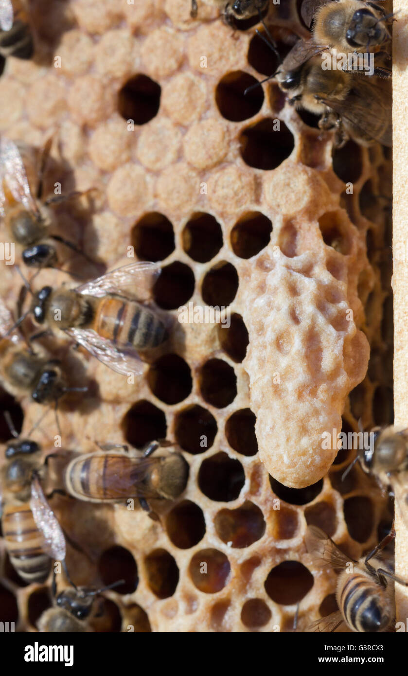 Beehive raising a new queen due to supersedure or swarming. Large ...