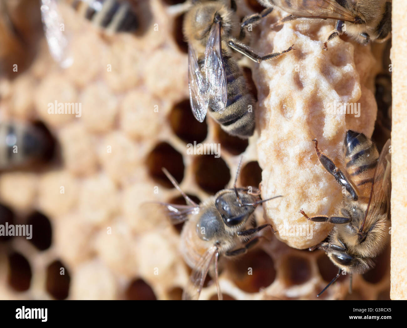 Large peanut shaped capped queen cell on brood comb cared for by nurse ...