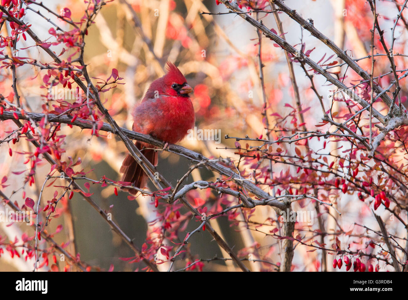Male Northern Cardinal in winter Stock Photo - Alamy