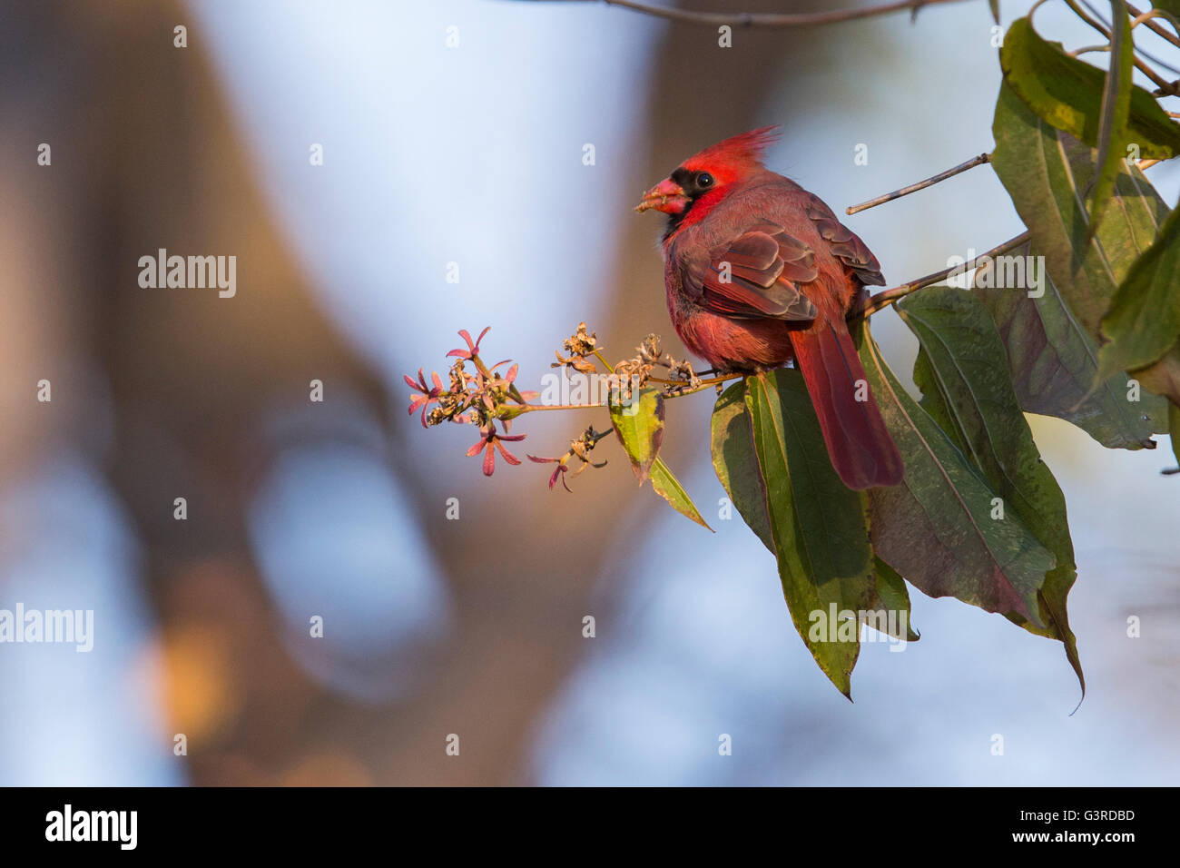 Male Northern Cardinal in winter Stock Photo - Alamy