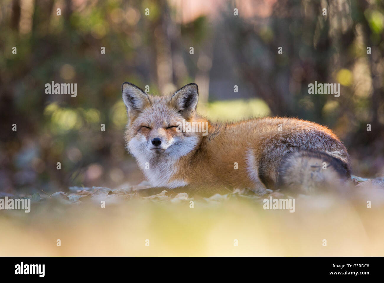 Red fox male hi-res stock photography and images - Alamy