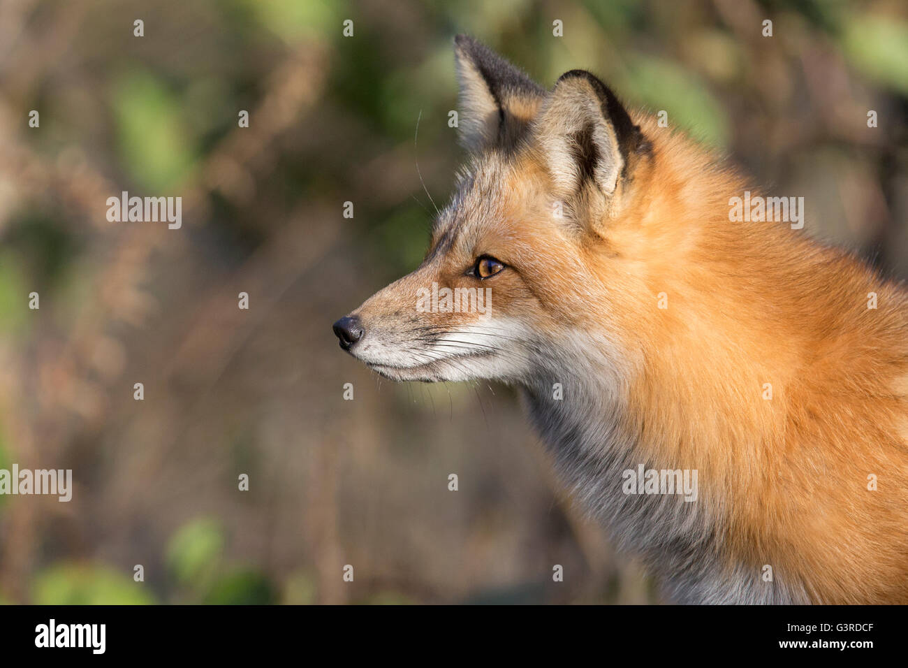 Red Fox Beautiful Animal High Resolution Stock Photography and Images ...