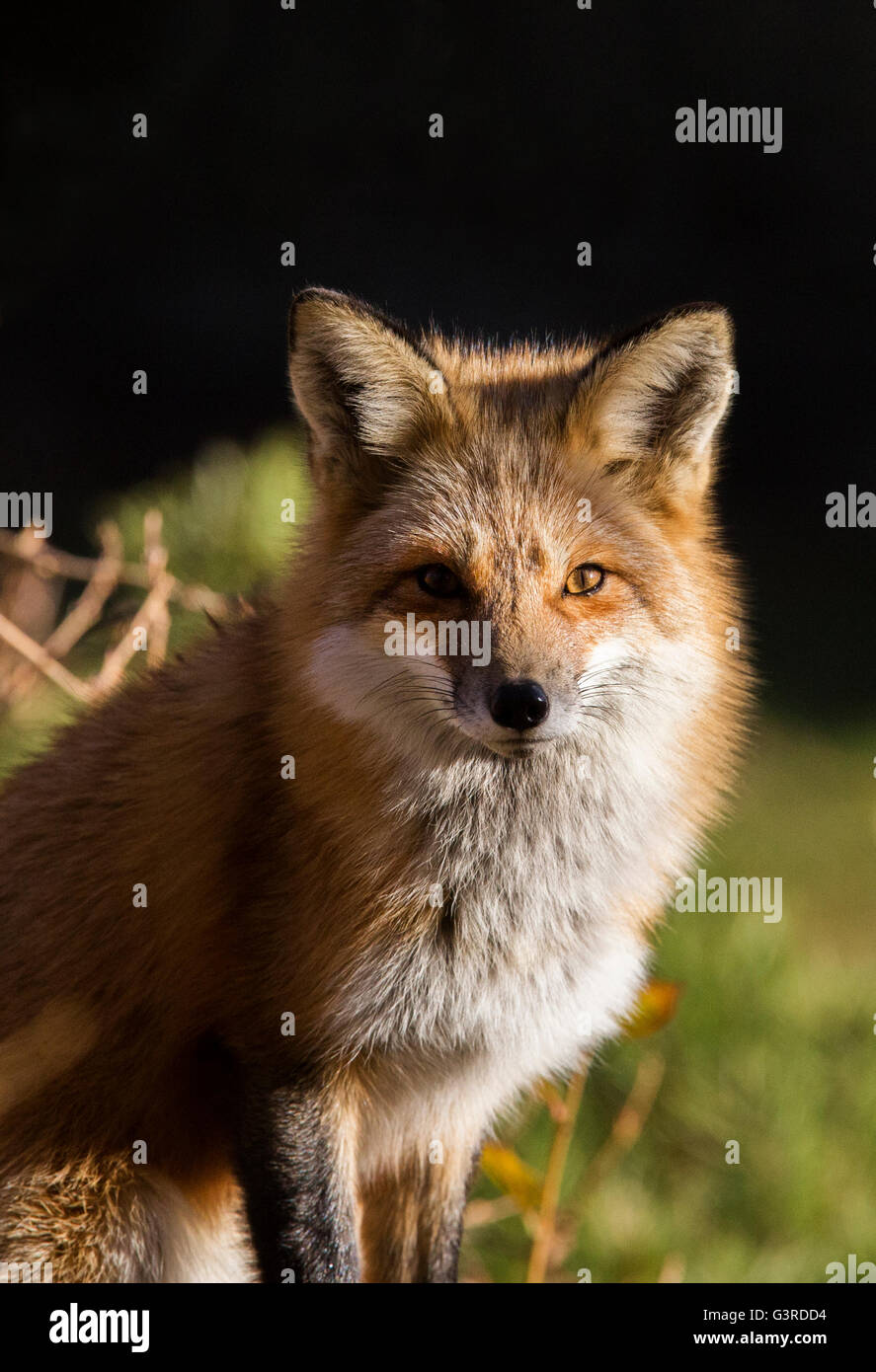 Beautiful wild red fox male in autumn Stock Photo - Alamy