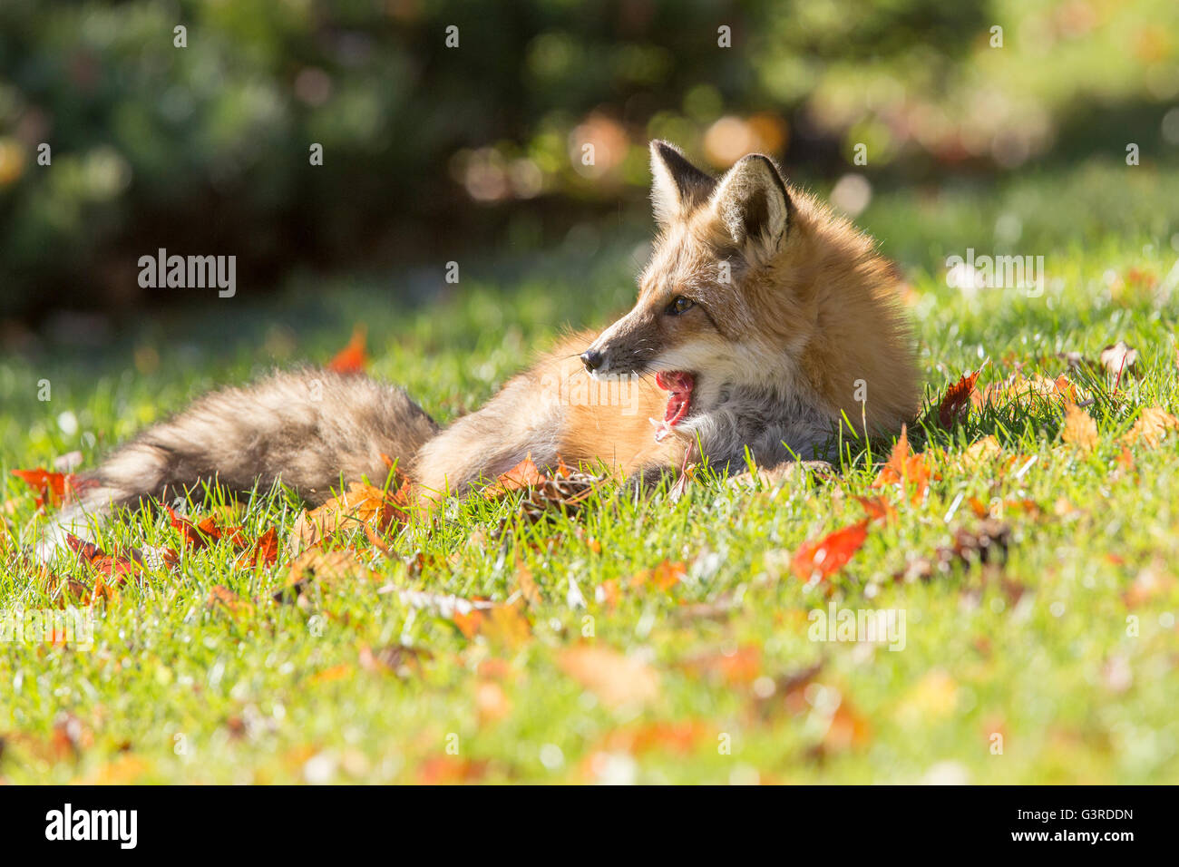 Beautiful male fox in hi-res stock photography and images - Alamy