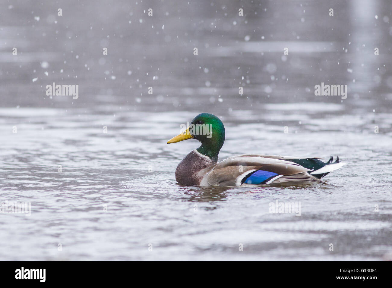 Mallard duck in winter storm Stock Photo - Alamy