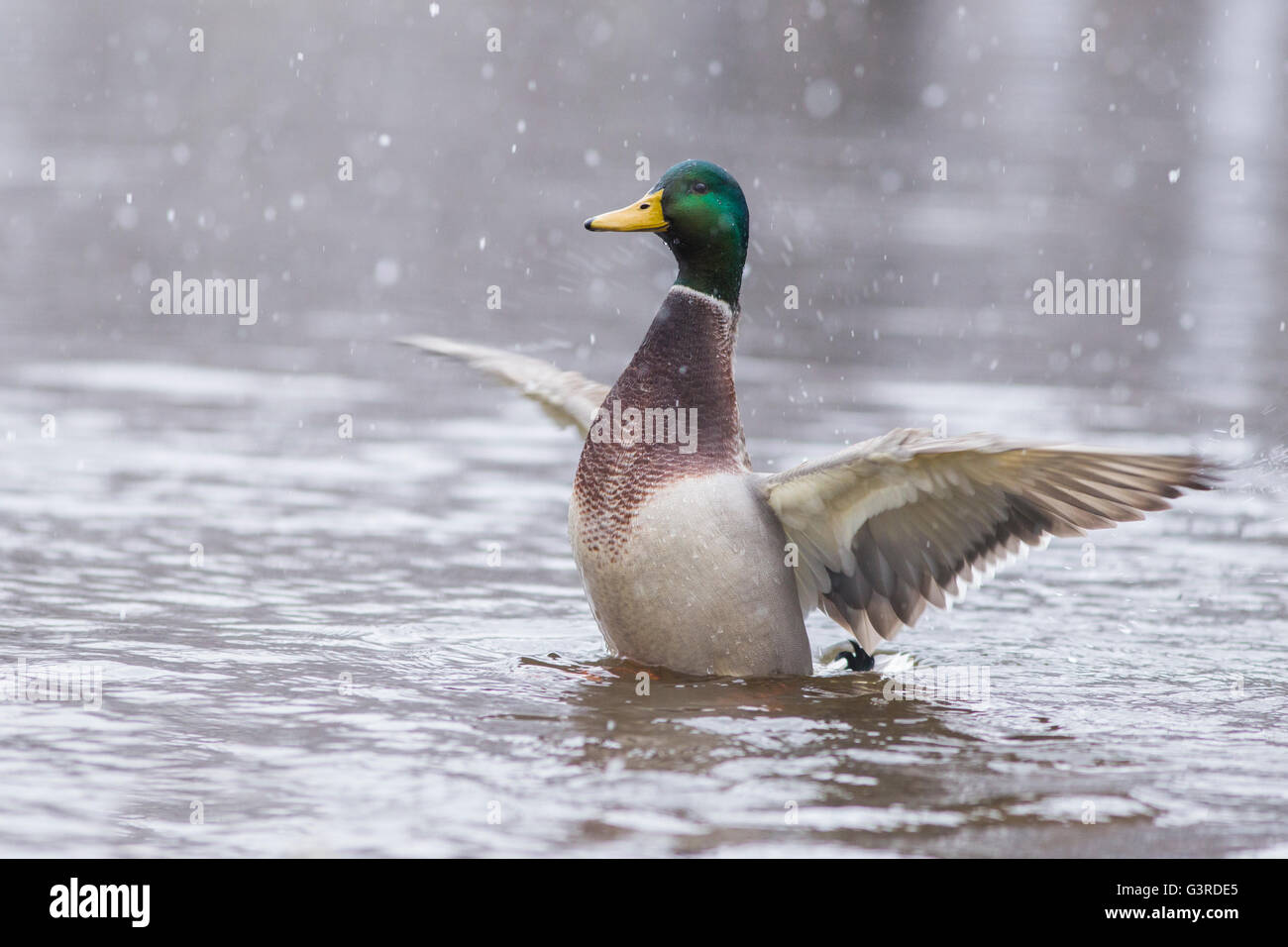 Mallard duck in winter storm Stock Photo - Alamy