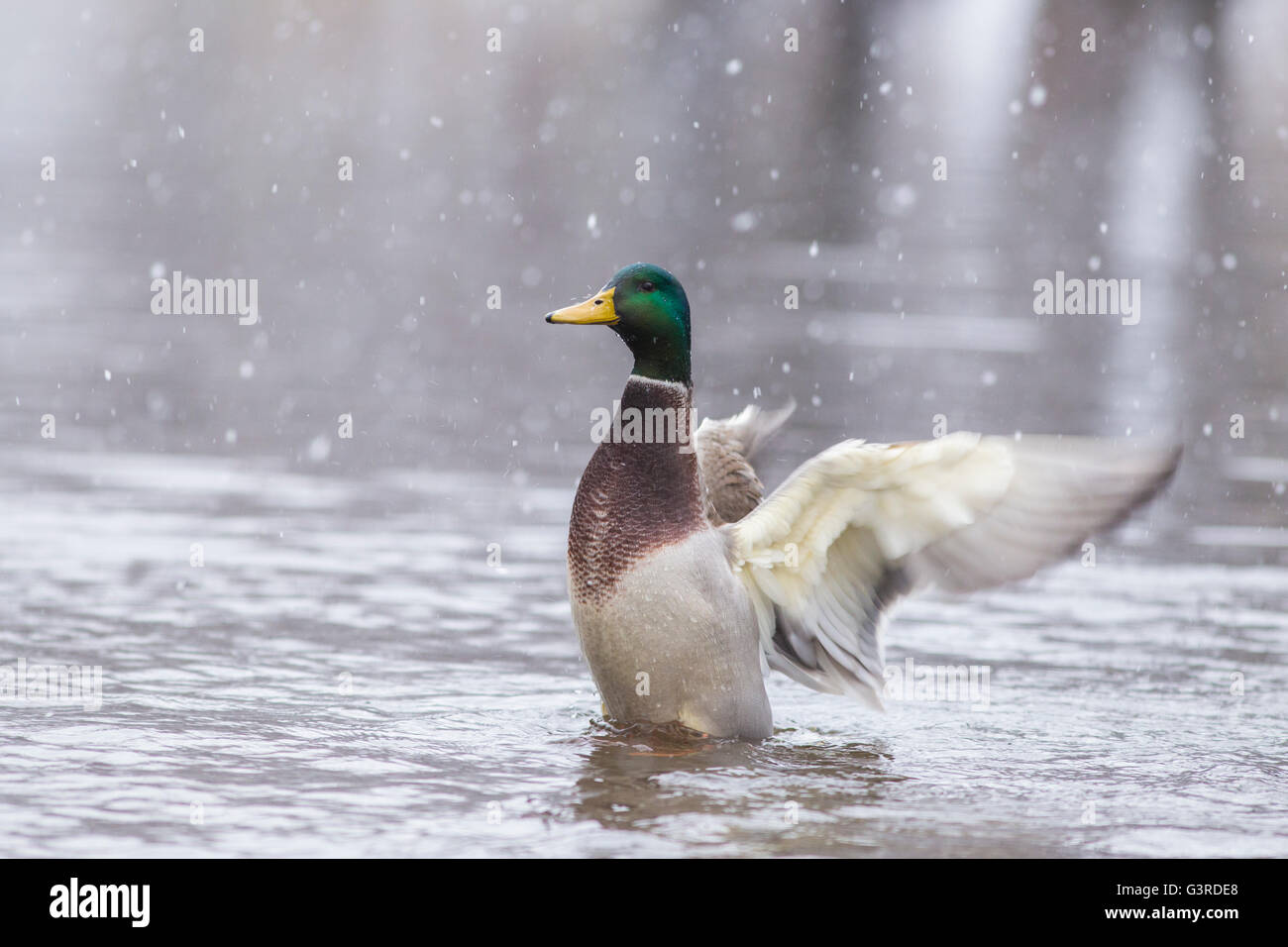 Mallard duck in winter storm Stock Photo - Alamy