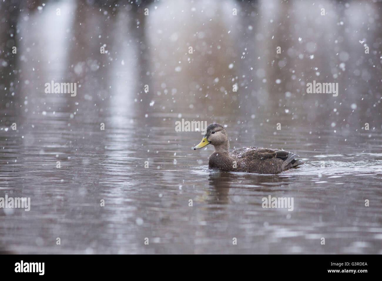 Mallard duck in winter storm Stock Photo - Alamy