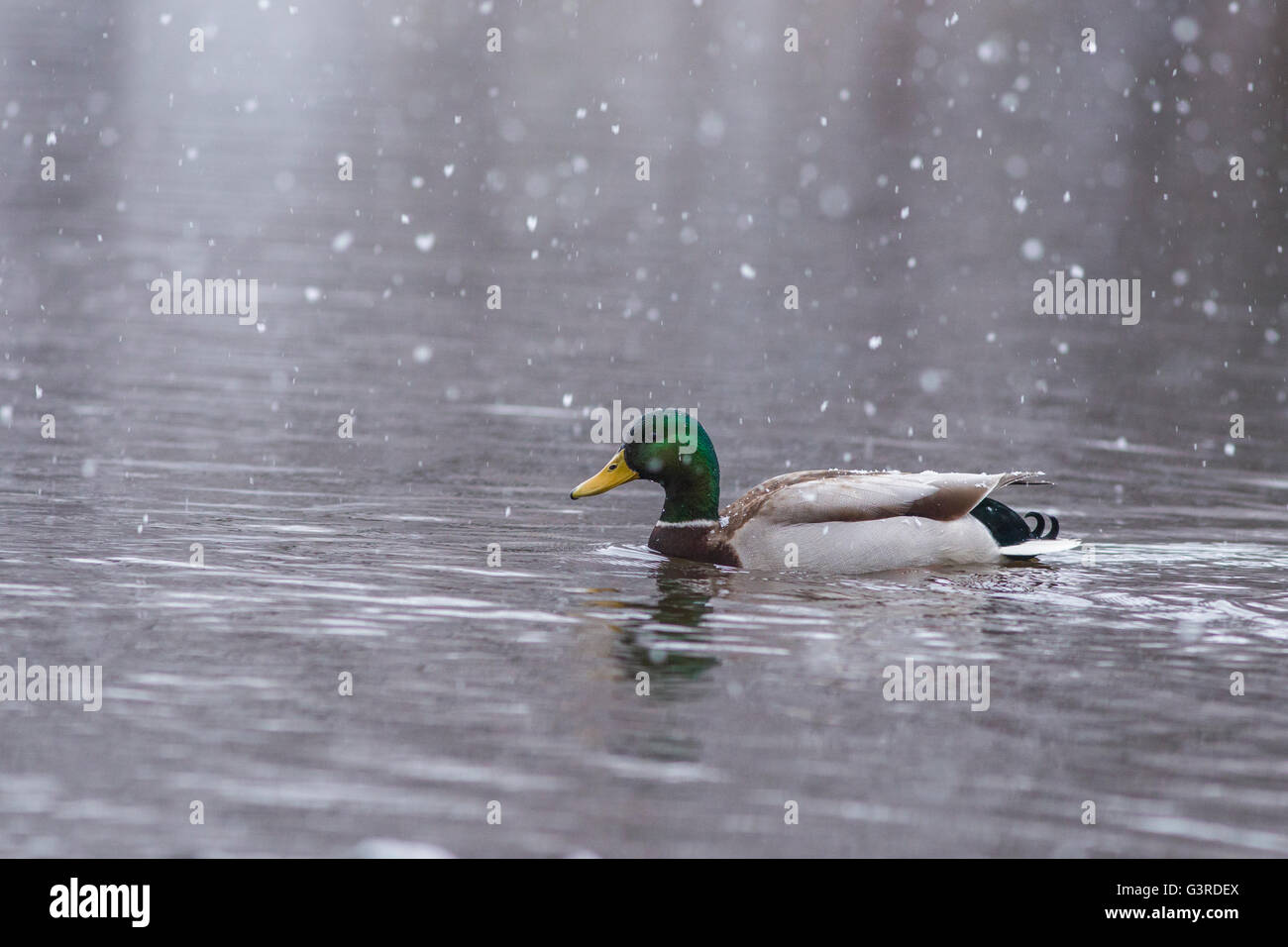 Mallard duck in winter storm Stock Photo - Alamy