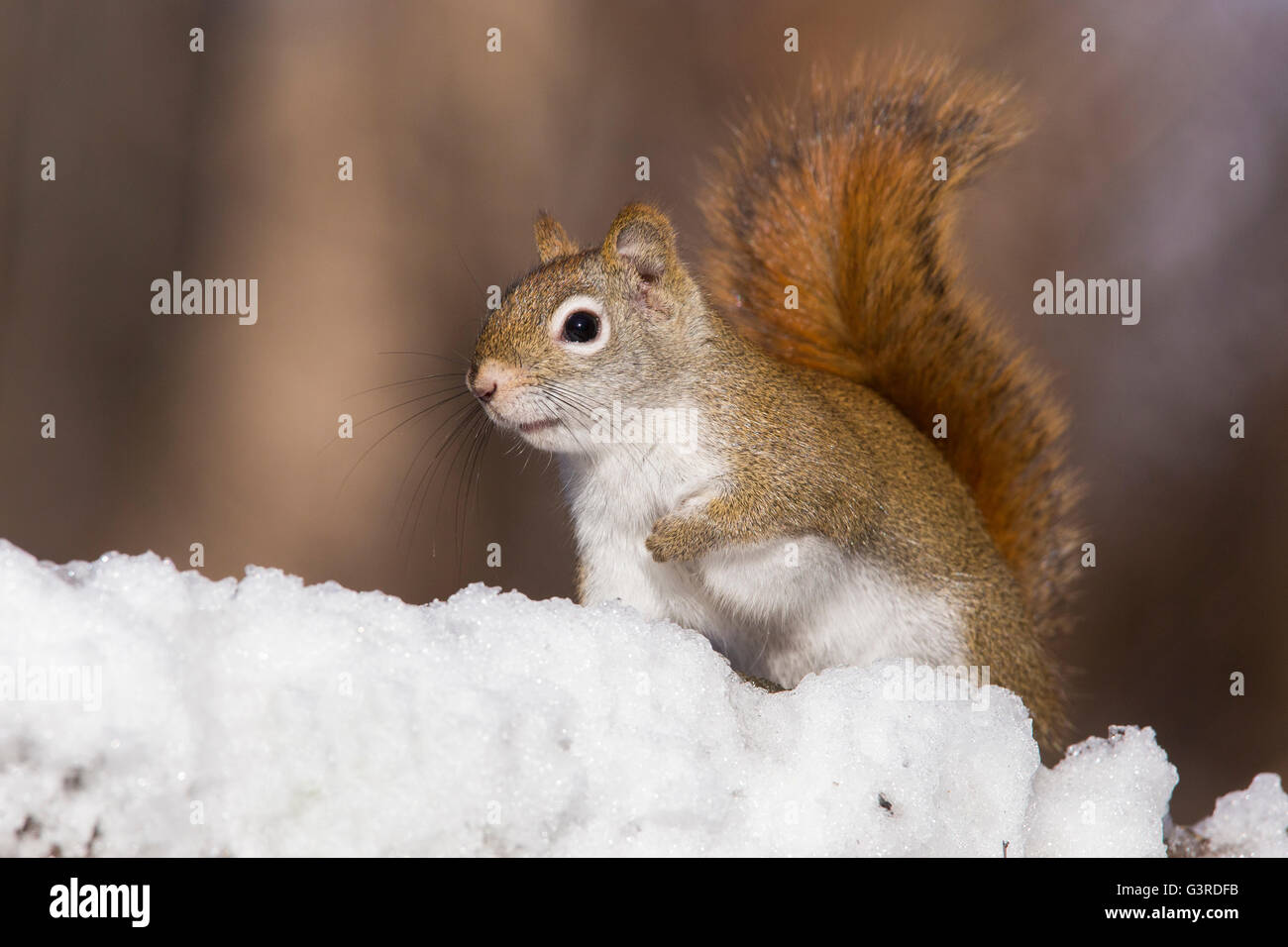 Red squirrel winter hi-res stock photography and images - Alamy