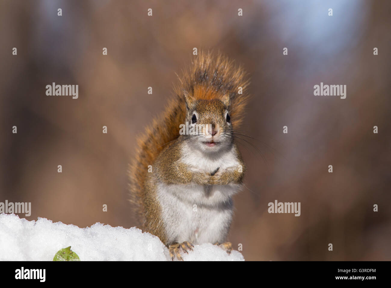 Funny cute squirrel hi-res stock photography and images - Alamy
