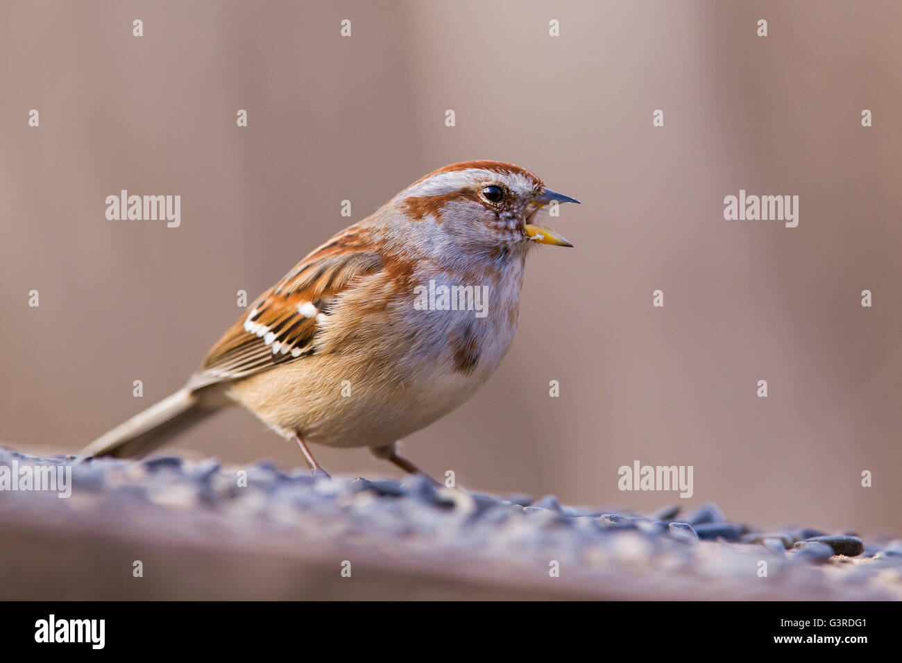 Sparrow in pine tree hi-res stock photography and images - Alamy